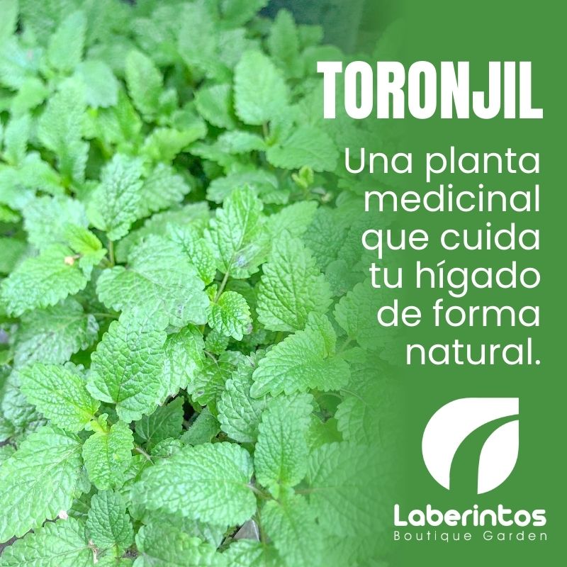 Toronjil: La Planta Medicinal que Ayuda a Combatir el Hígado Graso