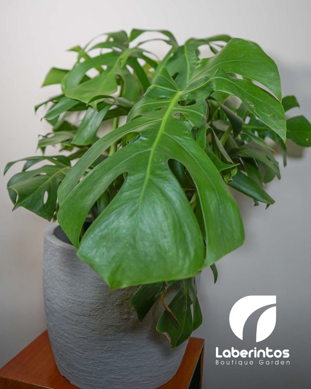 Planta Monstera o Costilla de Adán en maceta beige