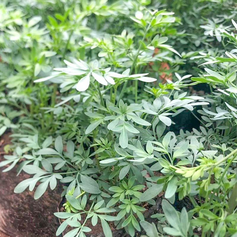 Plantas energéticas para la Fiesta de San Juan: tradición, limpieza y ...